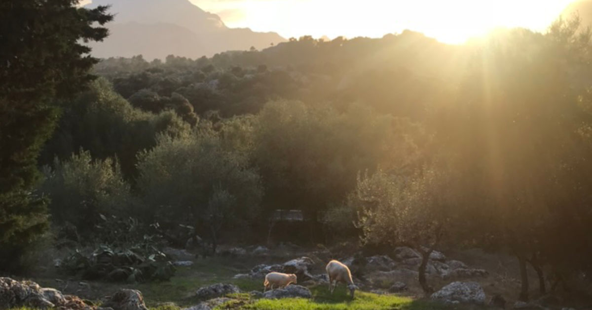 De ultieme roadtrip gids voor Mallorca: Wat te zien en doen op het eiland | FlyDriveVakantie.com